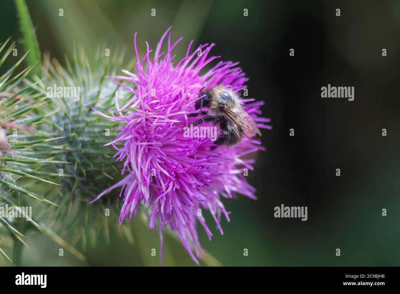 Bee resting on a thistle Stock Photo - Alamy