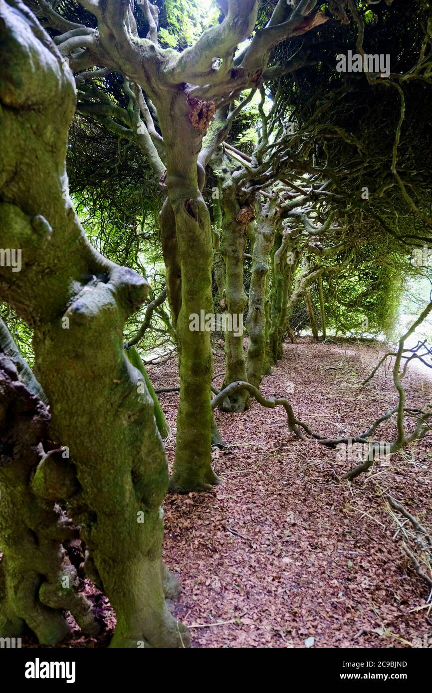 Topiary Box High Resolution Stock Photography and Images - Alamy