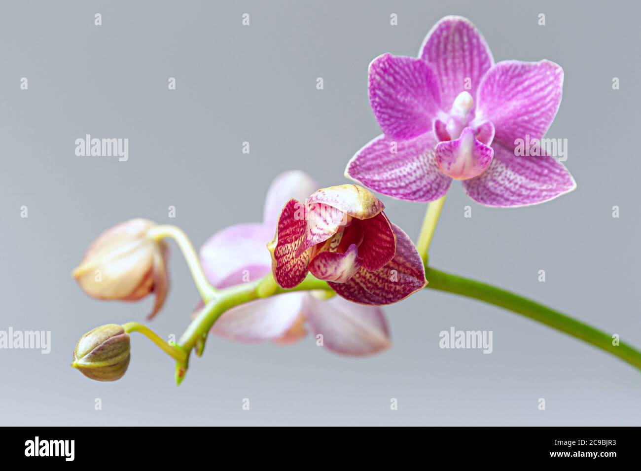 Close-up at orchids flower cluster. Stages of blooming, from unopened ...
