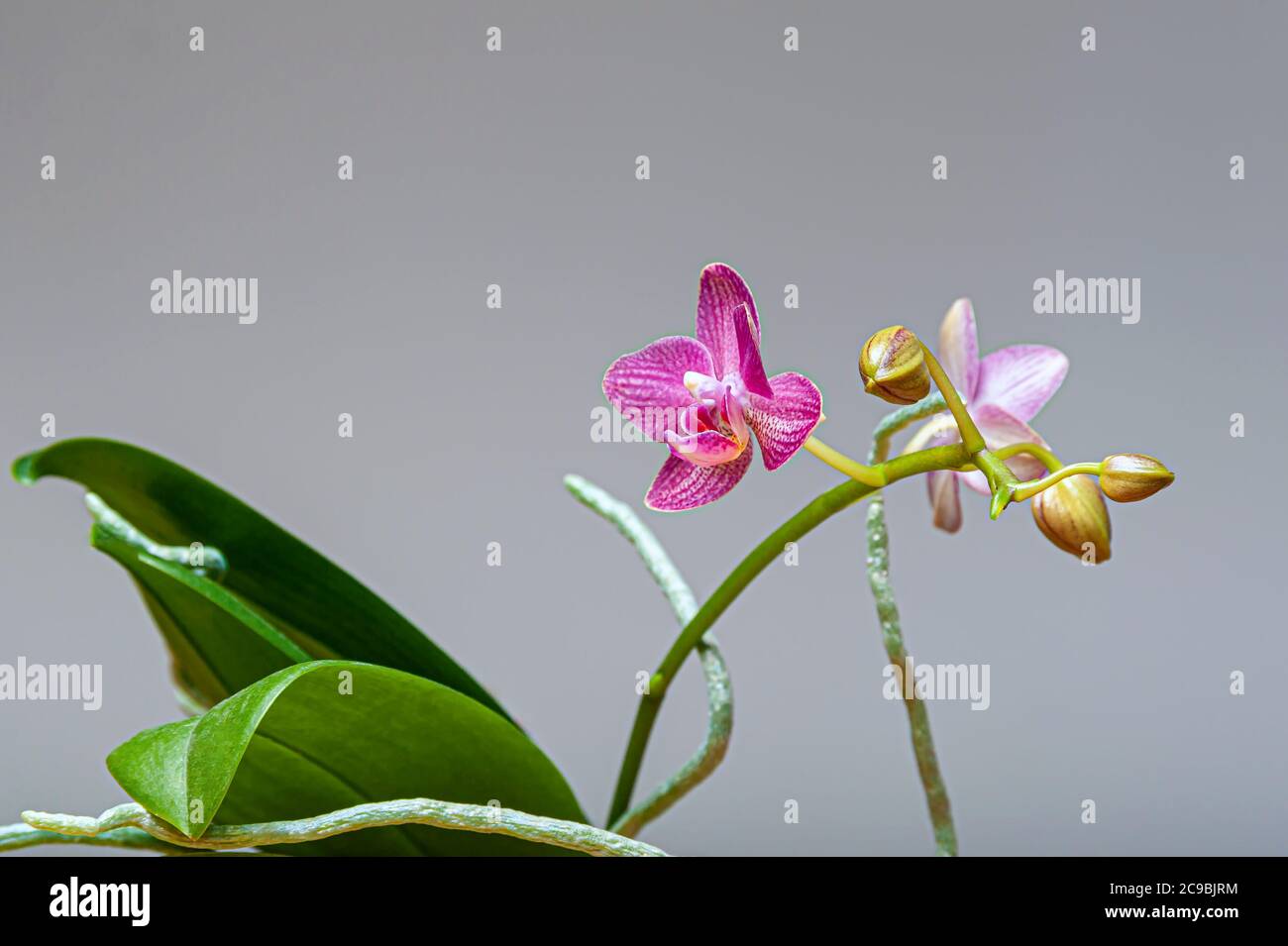 Close-up at orchids flower cluster. Stages of blooming, from unopened ...