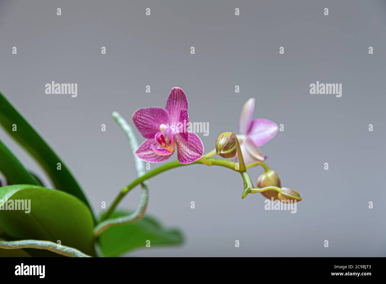 Close-up at orchids flower cluster. Stages of blooming, from unopened ...