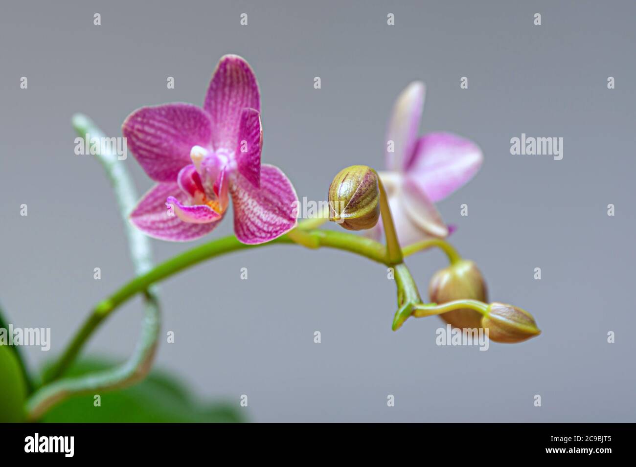 Close-up at orchids flower cluster. Stages of blooming, from unopened ...
