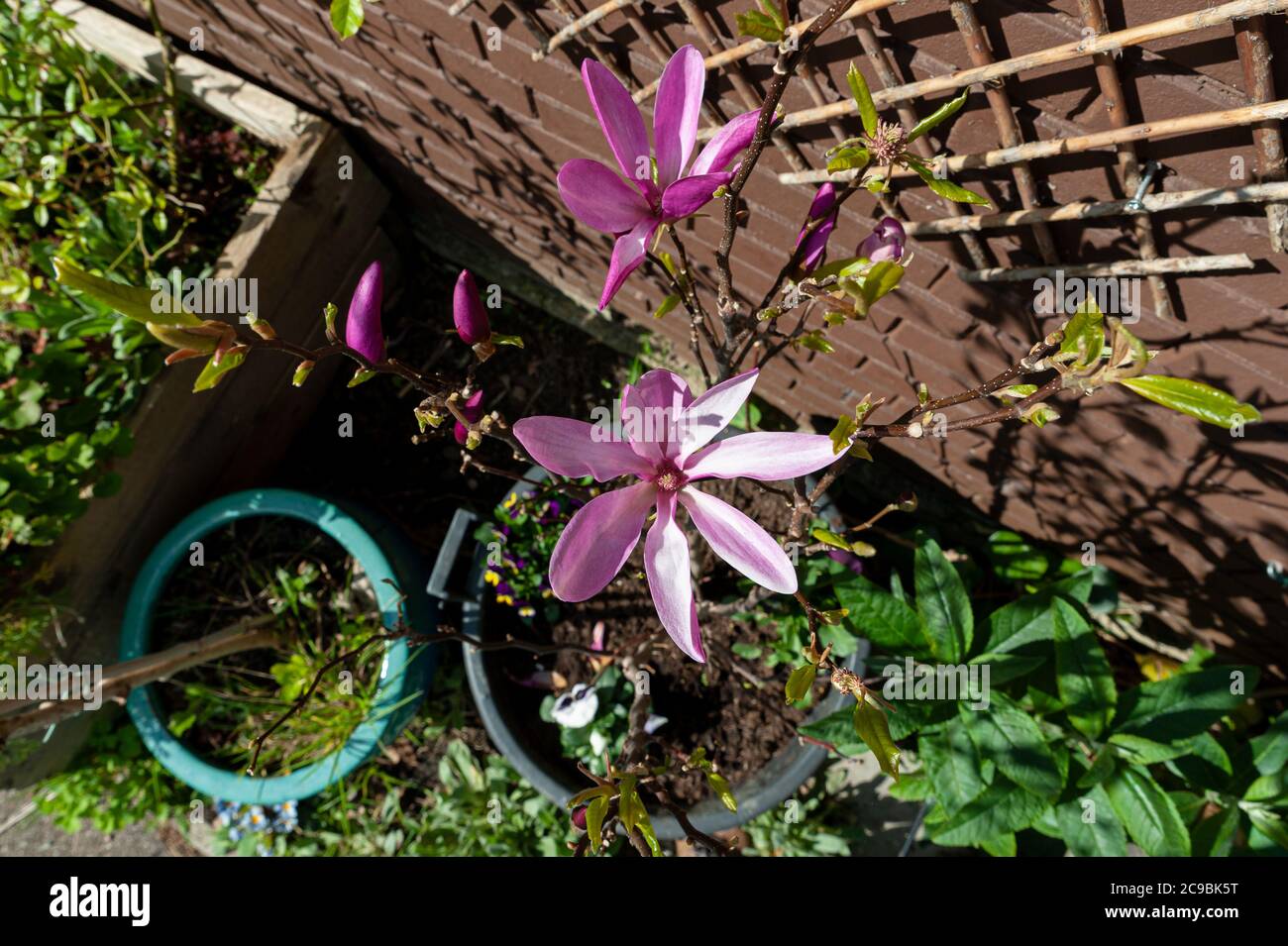 Young flower heads of Black Lily Magnolia in garden. Magnolia ...