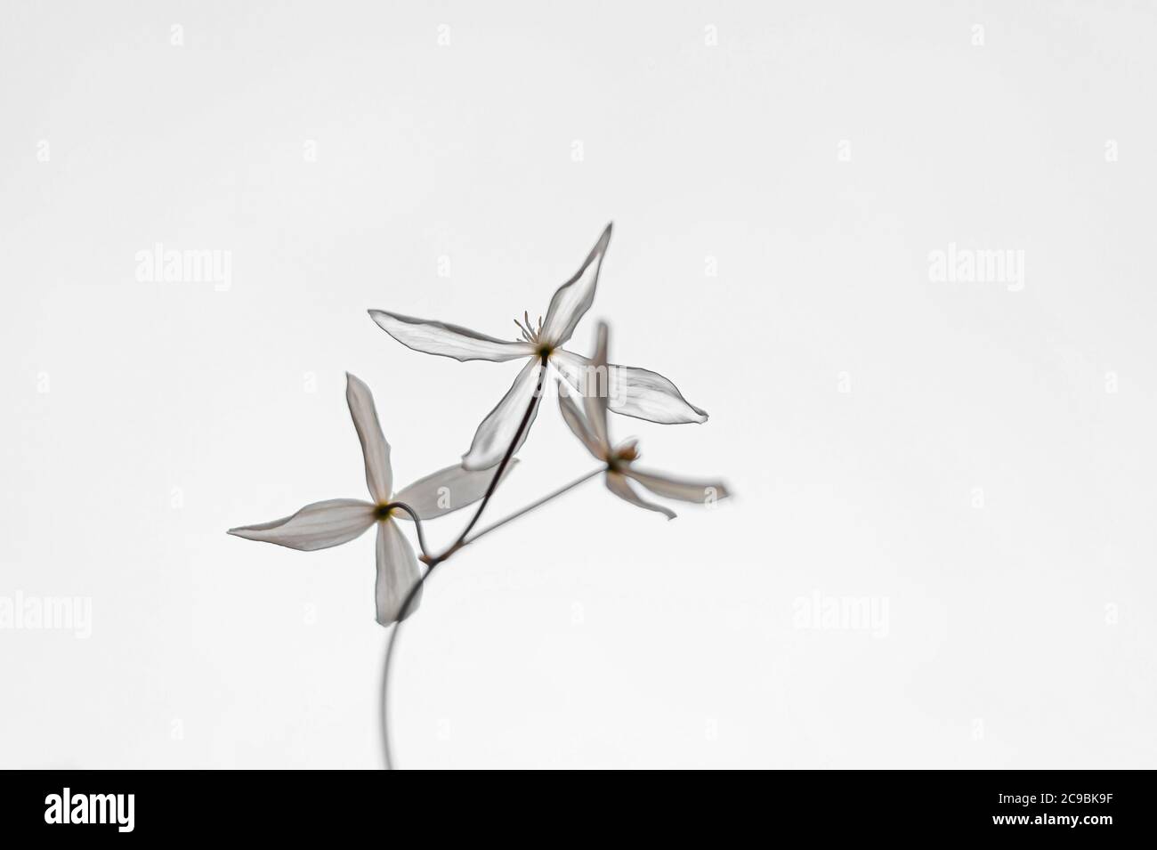 White Chinese Clematis on white background Stock Photo - Alamy