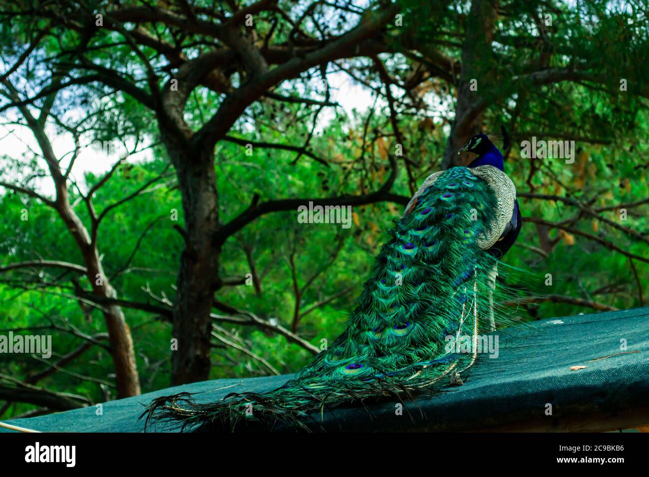 Beautiful Indian male peacock bird showing his colorful long feather ...