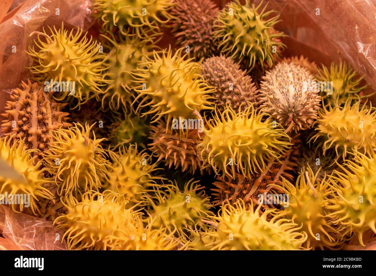 Decorative Ecballium elaterium, also called the squirting cucumber or ...