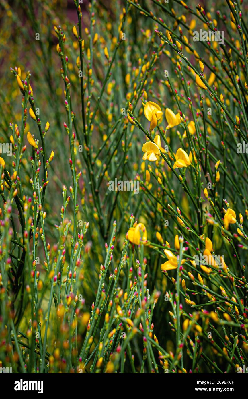 Young yellow broom flowers and buds. Signs of spring. Cytisus scoparius ...
