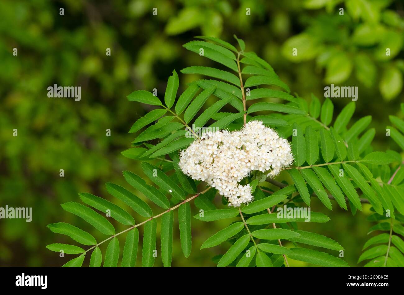 Sorbus aucuparia, known as rowan or mountain-ash shrub with white ...
