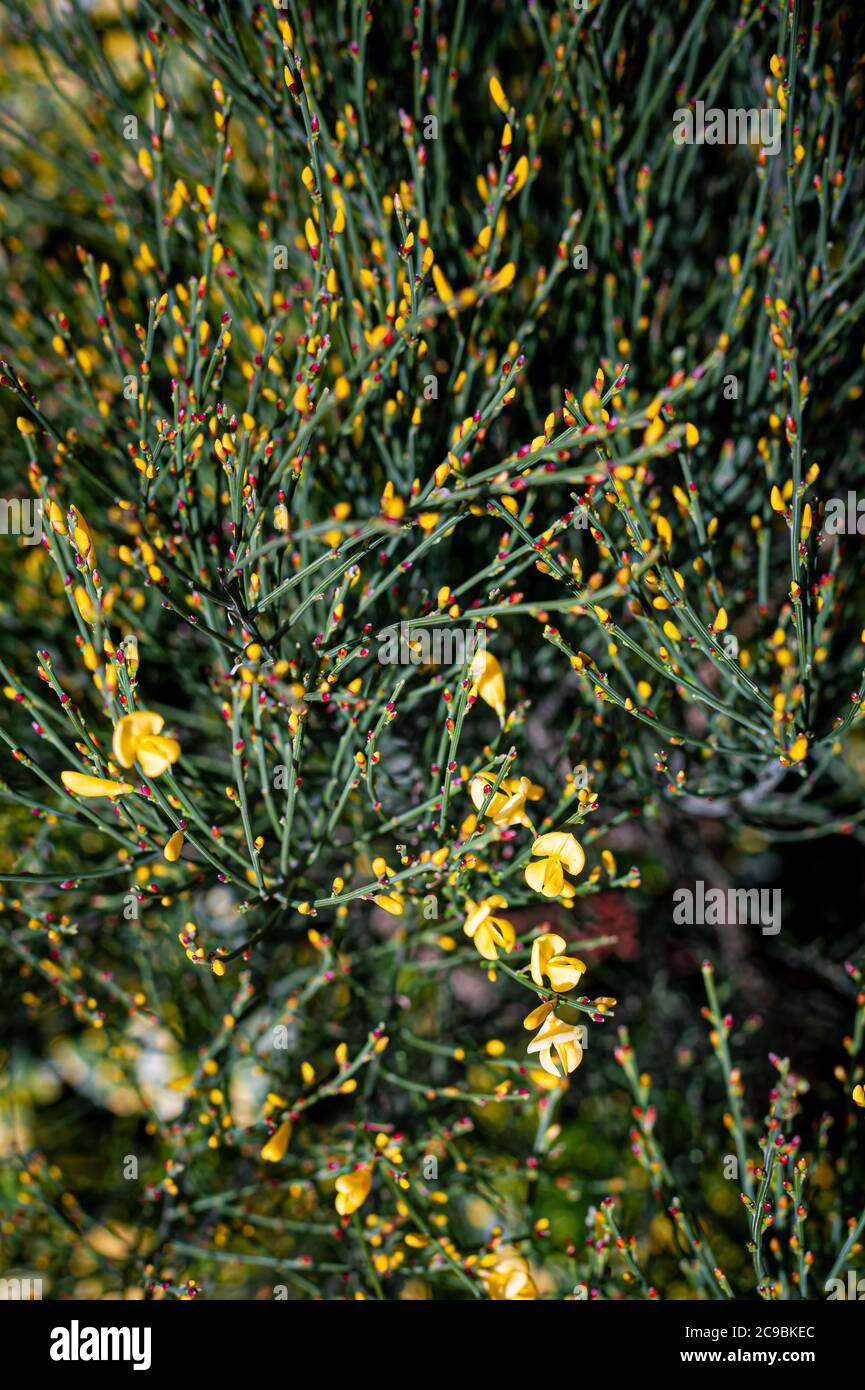 Young yellow broom flowers and buds. Signs of spring. Cytisus scoparius ...