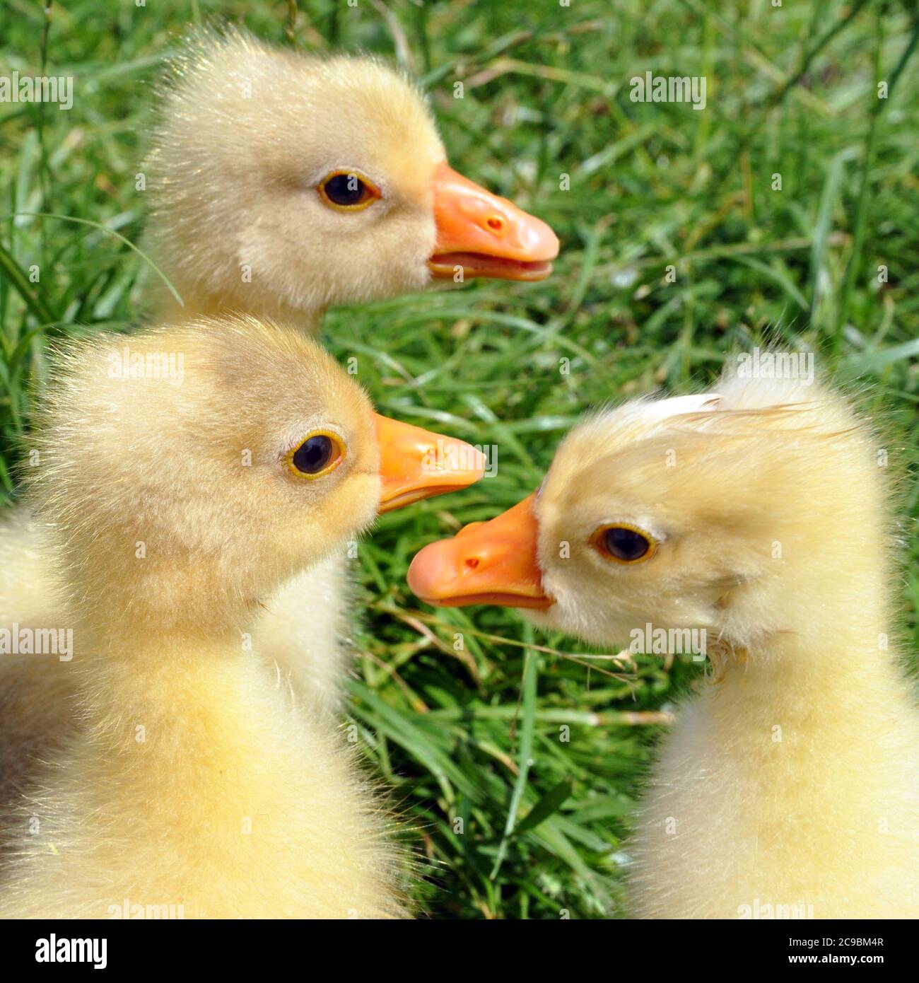 Three cute little chick goose on a background of green grass Stock ...