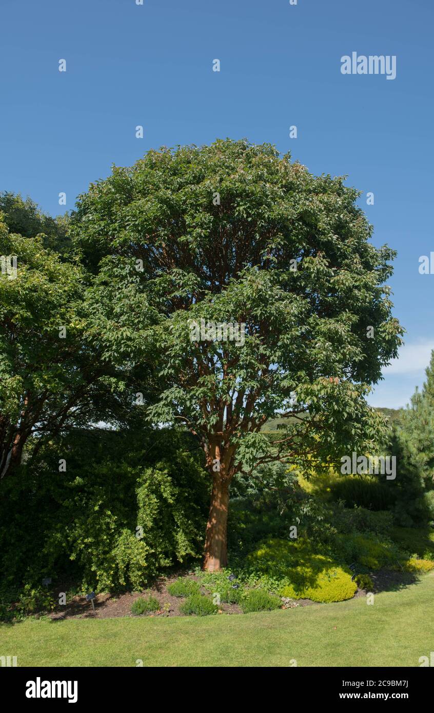Summer Foliage of a Deciduous Paperbark Maple Tree (Acer griseum ...