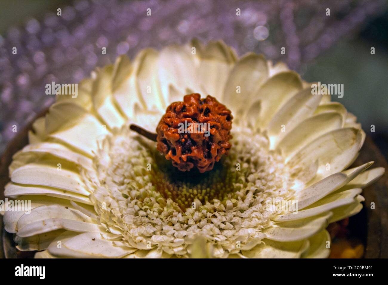 one face rudraksha, Rishikesh and Haridwar are popular tourist ...