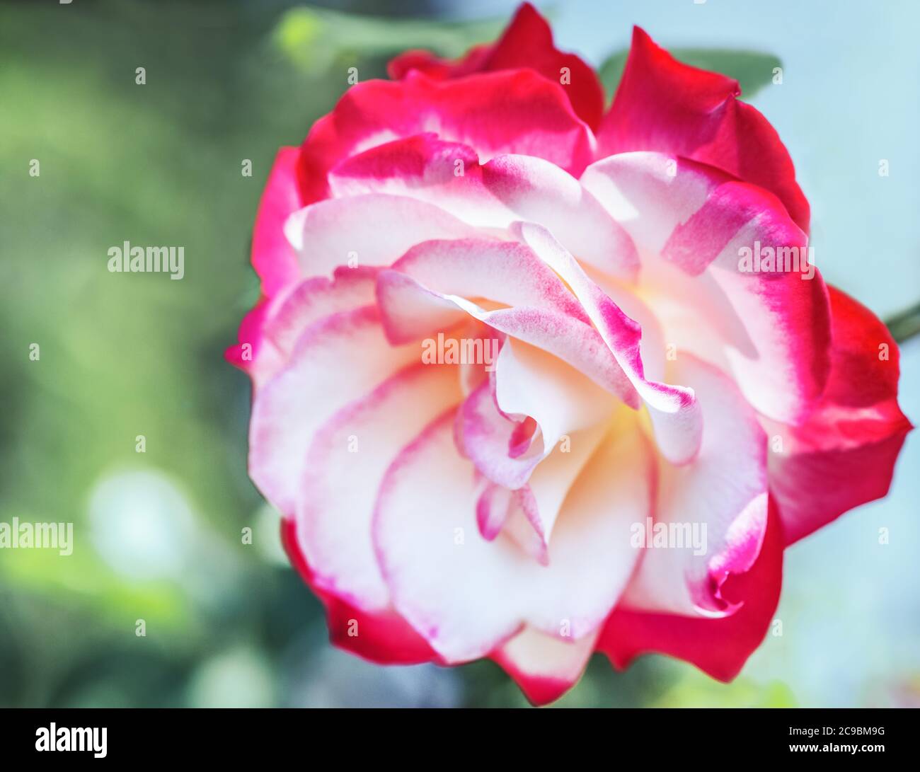Hybrid Tea Rose "Double Delight" - the queen among two-tone roses. The ...