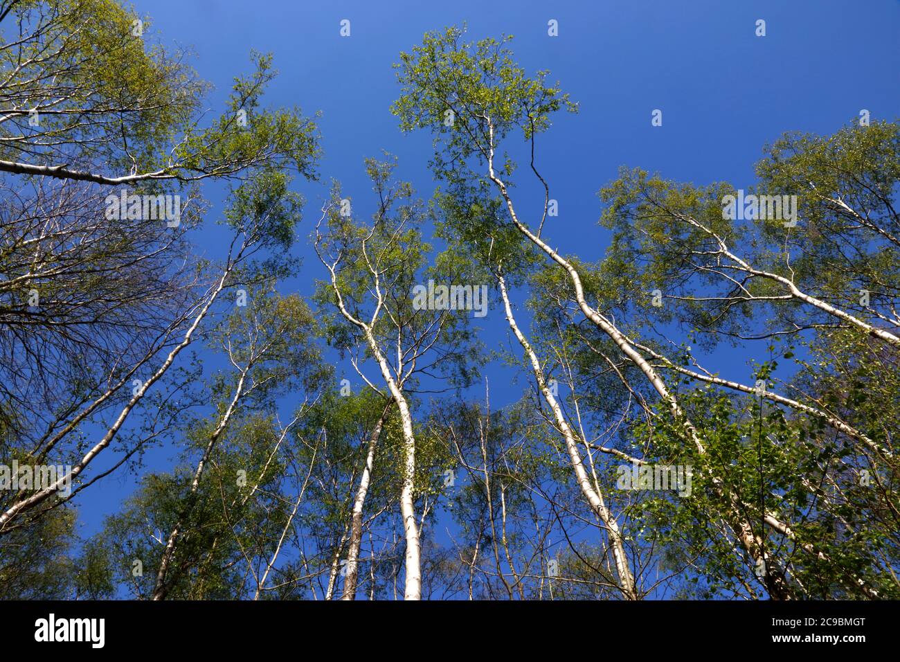 Silver birch trees on Wimbledon Common, Wimbledon, London, UK Stock ...