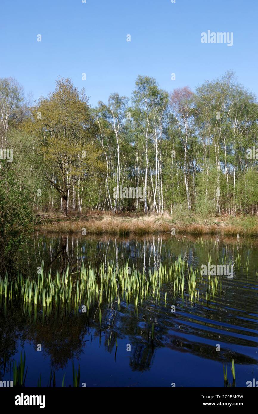 Hookhamslade Pond on Wimbledon Common, Wimbledon, London, UK Stock ...