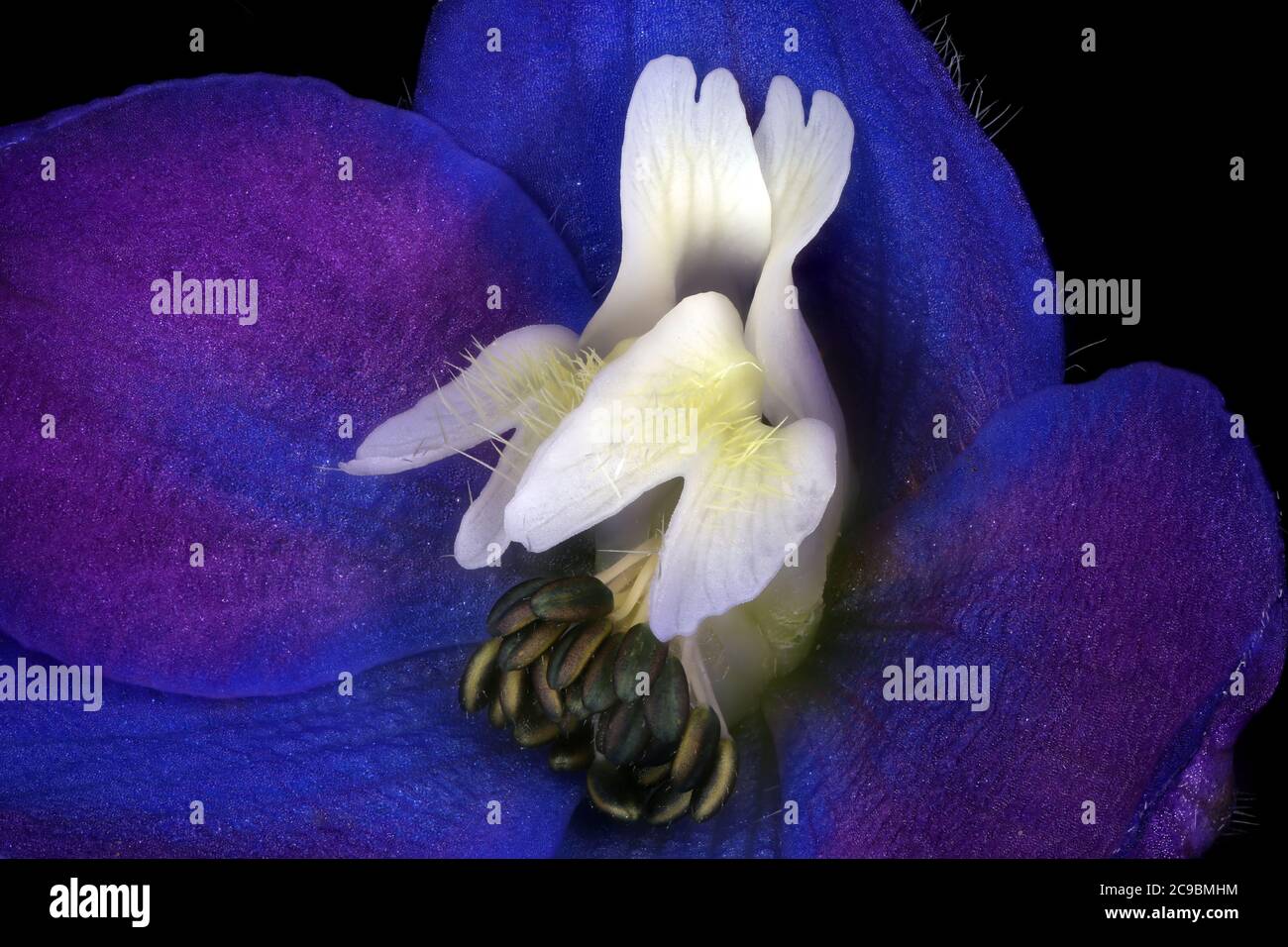 Perianth segment hi-res stock photography and images - Alamy