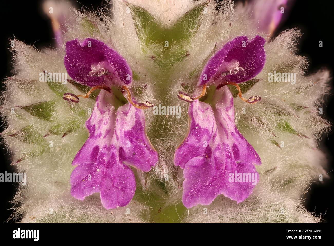 Lamb's-Ear (Stachys byzantina). Flowers in a Verticillaster Closeup ...