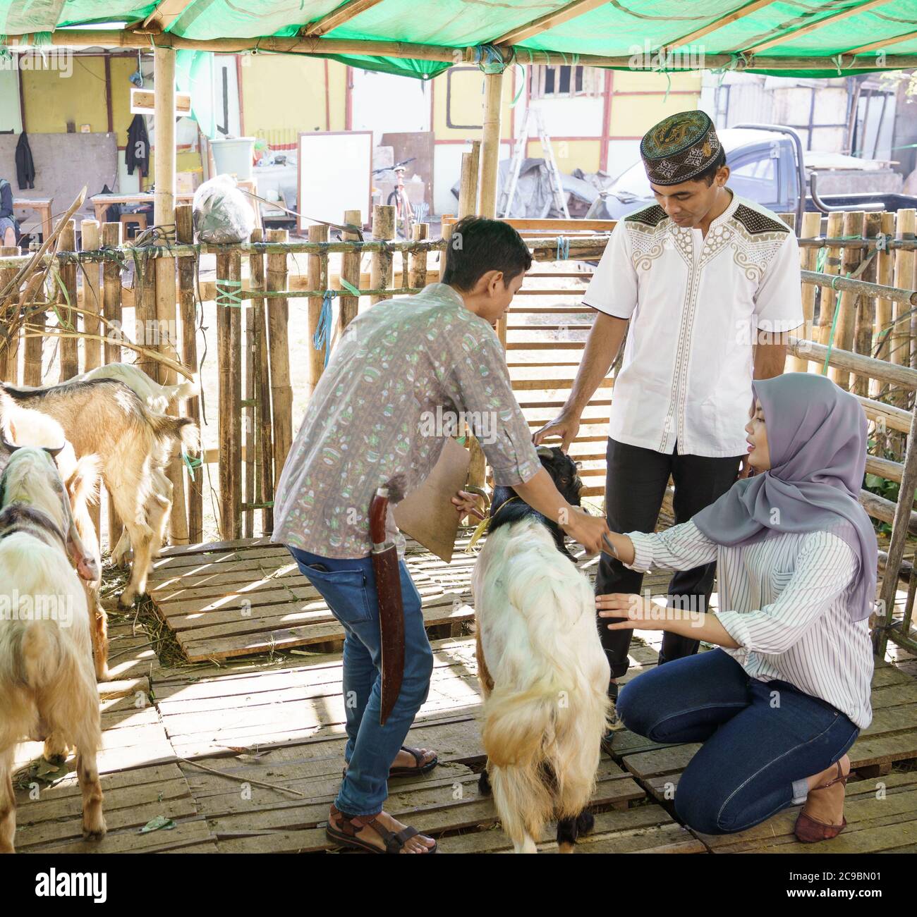 muslim couple at animal trade farm buying a goat for eid adha sacrifice ...