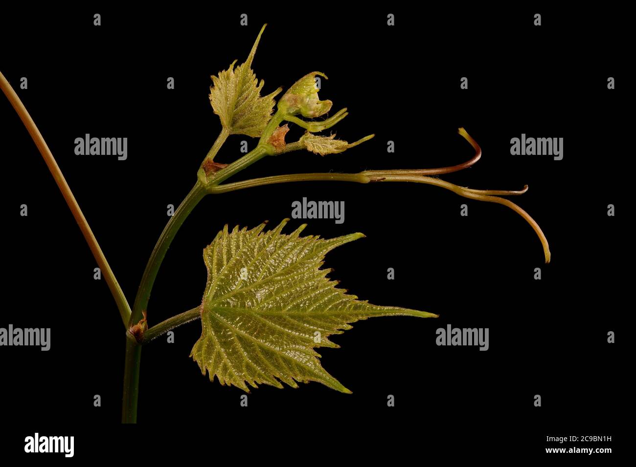 Vitis vinifera illustration hi-res stock photography and images - Alamy