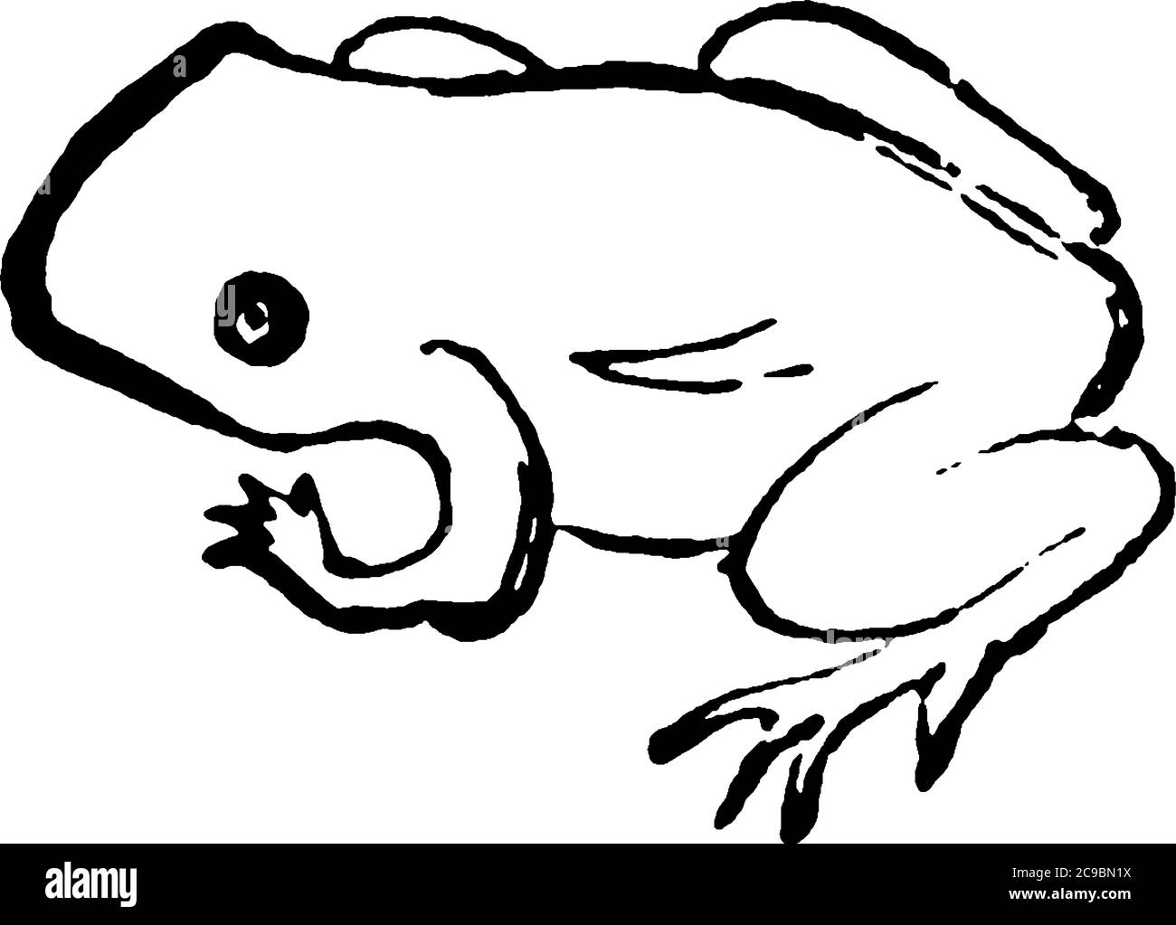Froglet Drawing