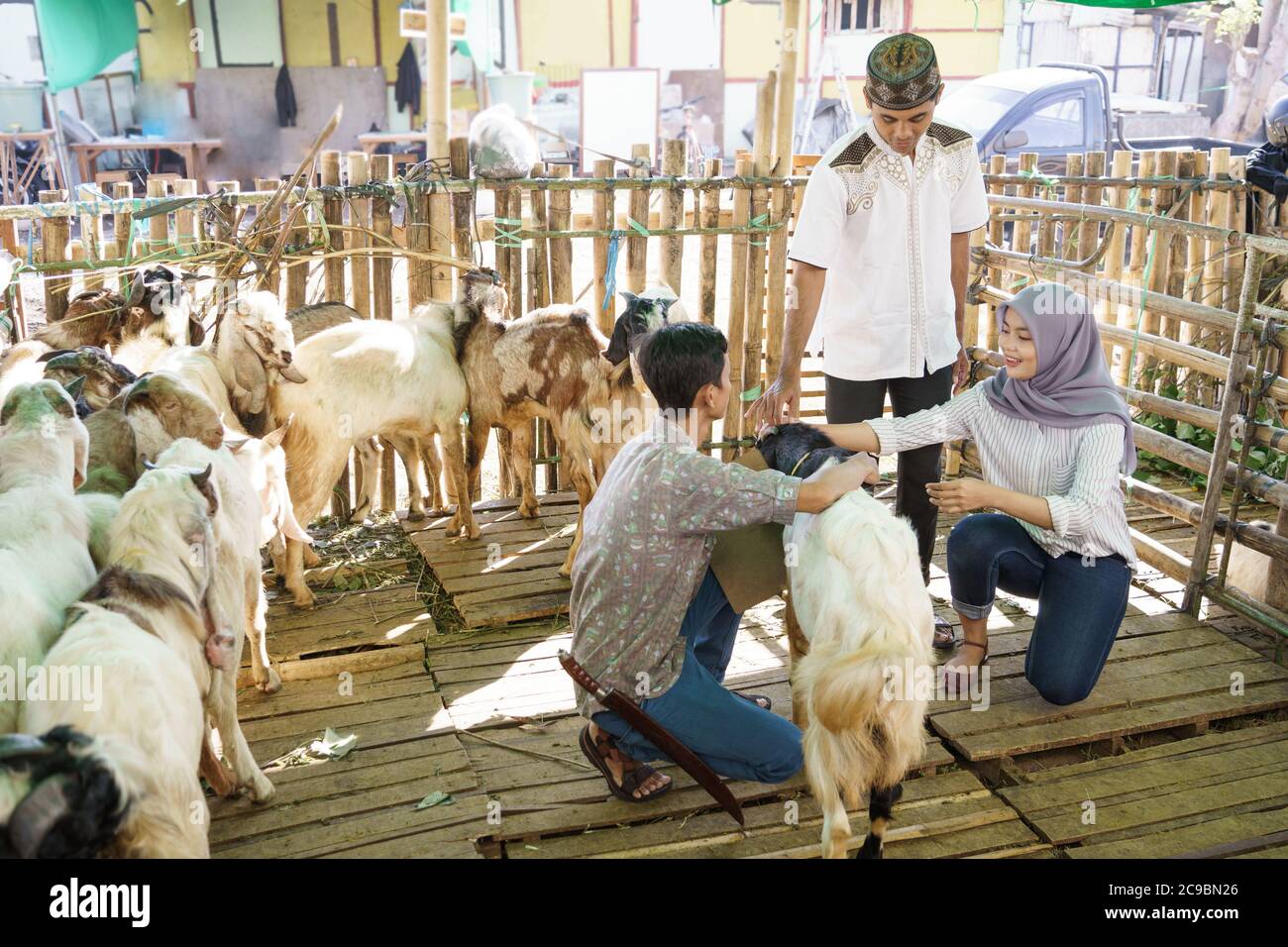 muslim couple at animal trade farm buying a goat for eid adha sacrifice ...