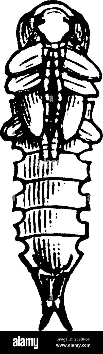 Mealworm are larval form of Mealworm beetle, vintage line drawing or ...
