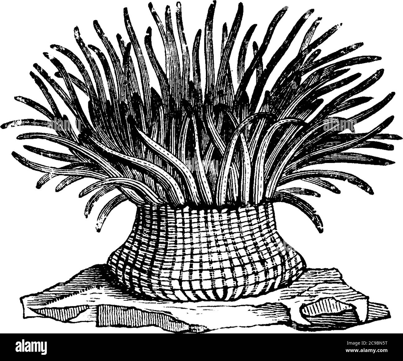 Circles in the sea Stock Vector Images - Alamy