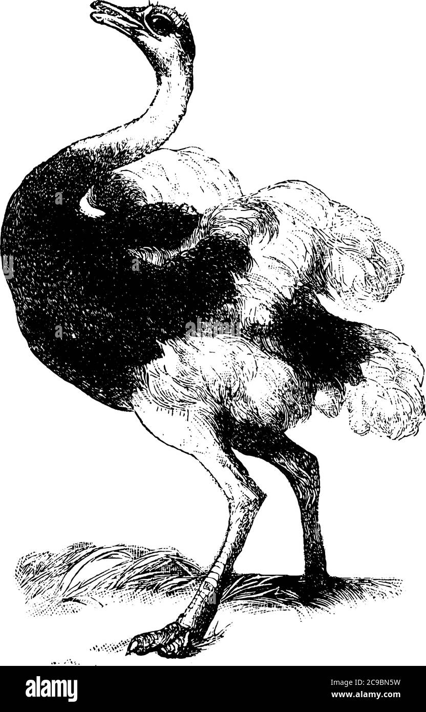 Long large beak Black and White Stock Photos & Images - Alamy