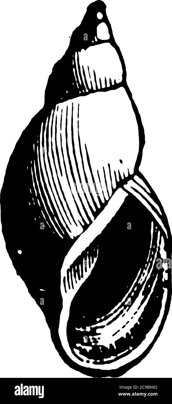 Pond Snail is a species of large air-breathing freshwater snail in the ...