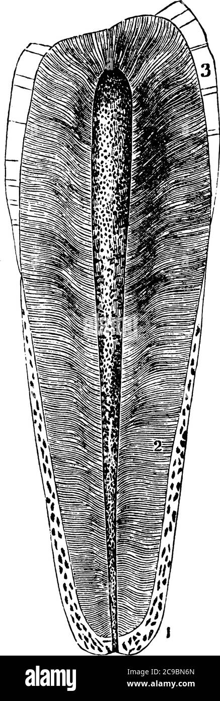 Internal Structure of Human Teeth it consists of enamel, dentin ...