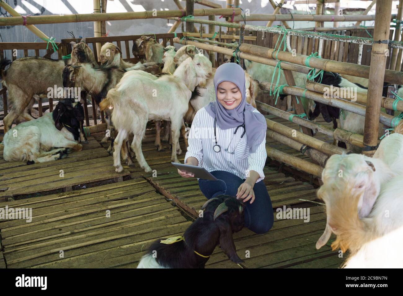 muslim veterinarian medical check up the goat at traditional farm Stock ...