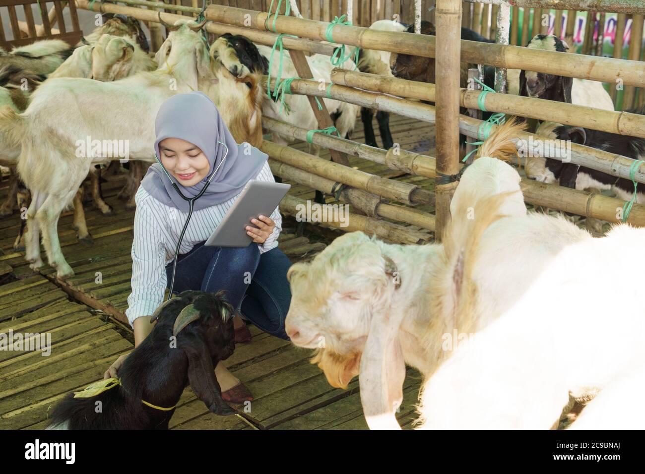 muslim veterinarian medical check up the goat at traditional farm Stock ...
