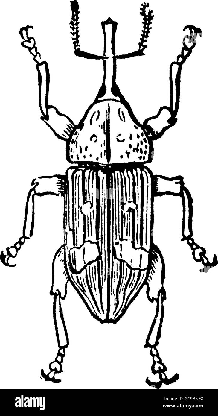 Destructive species Stock Vector Images - Alamy