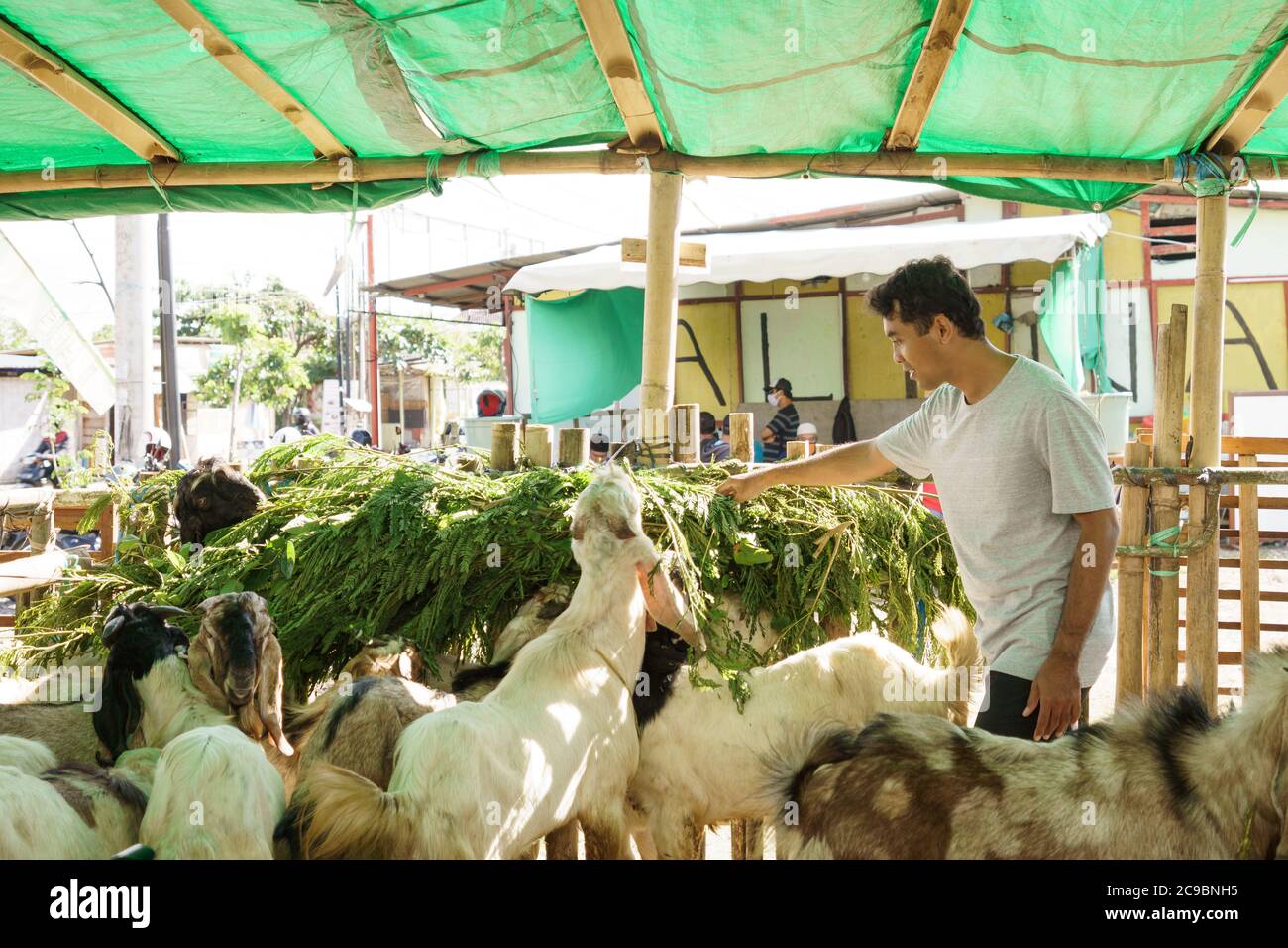 asian traditional farmer preparing some food for his farm animal. goat ...