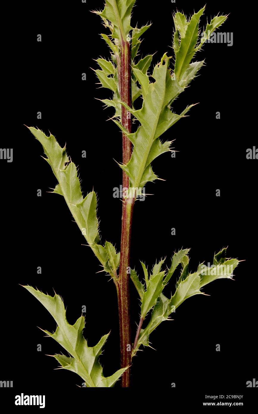 Creeping Thistle (Cirsium arvense). Steam and Leaves Closeup Stock ...