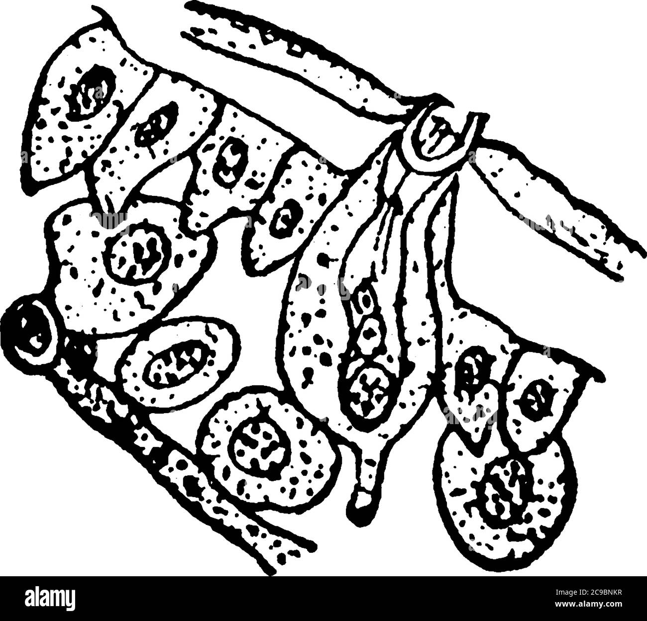 Taste organs in a wasp, vintage line drawing or engraving illustration ...