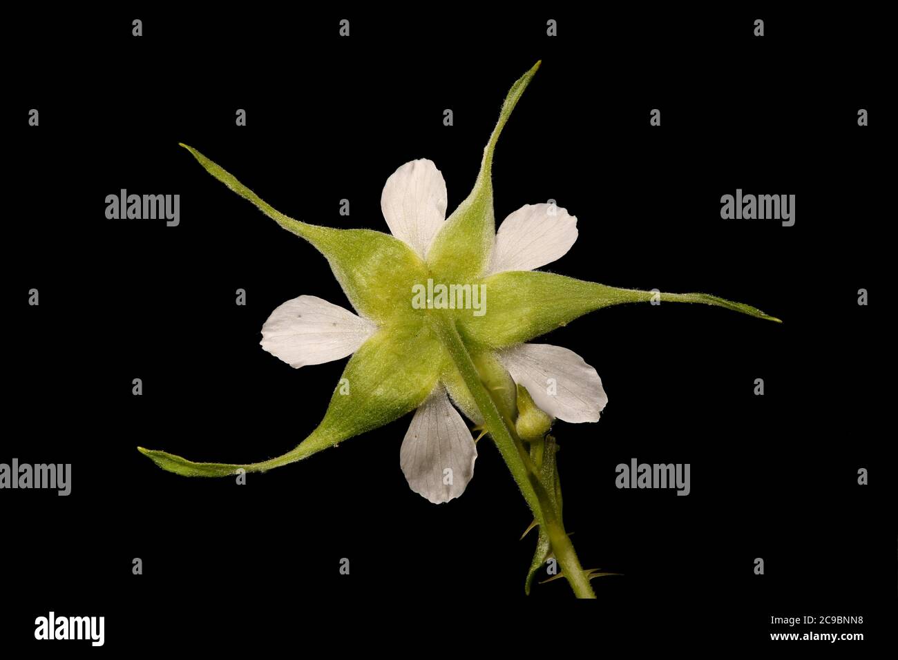 Rubus idaeus botanical illustration hi-res stock photography and images ...