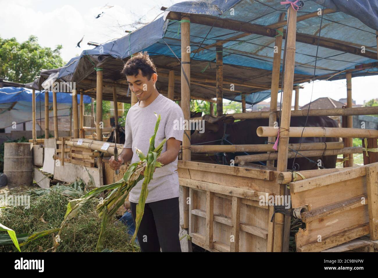 asian traditional farmer preparing some food for his farm animal. goat ...