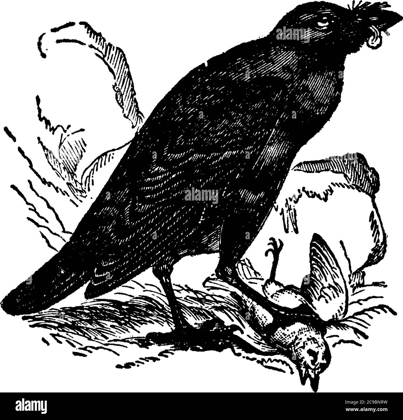 Raven, Corvus corax species, is a large bird of the crow family with ...