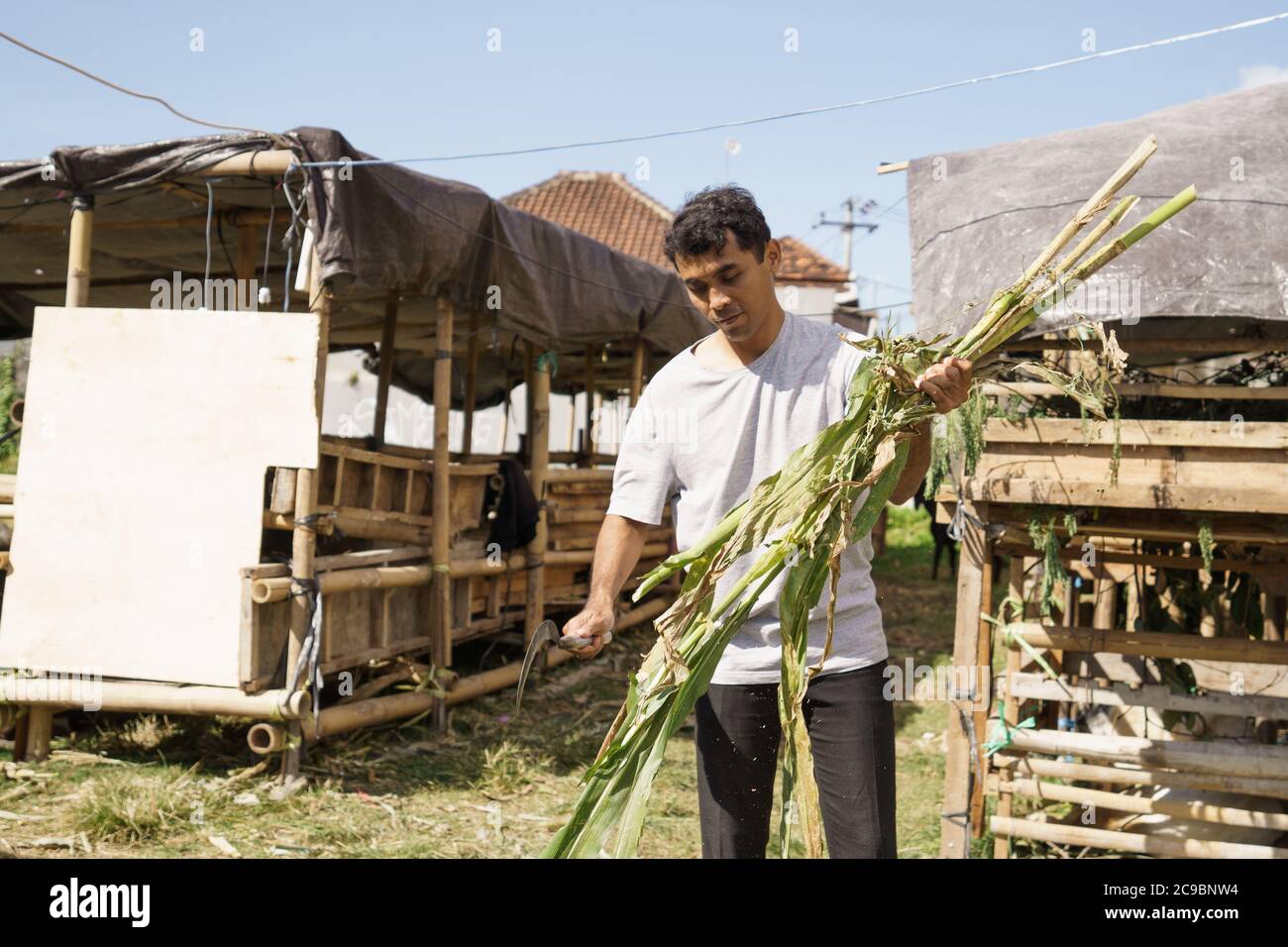 asian traditional farmer preparing some food for his farm animal. goat ...