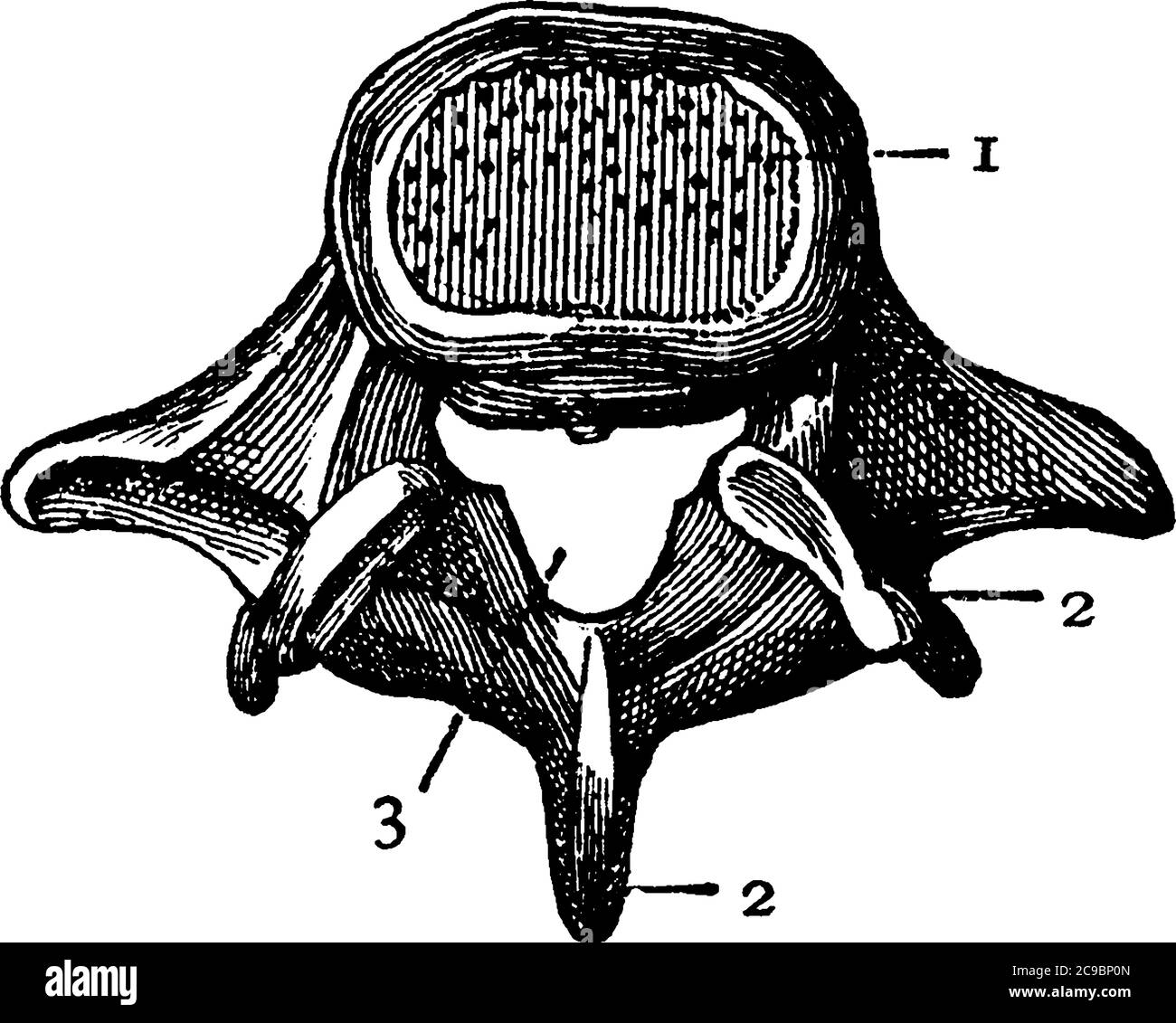 The top view of the vertebra, with the parts labelled as, '1, 2 and 3 ...