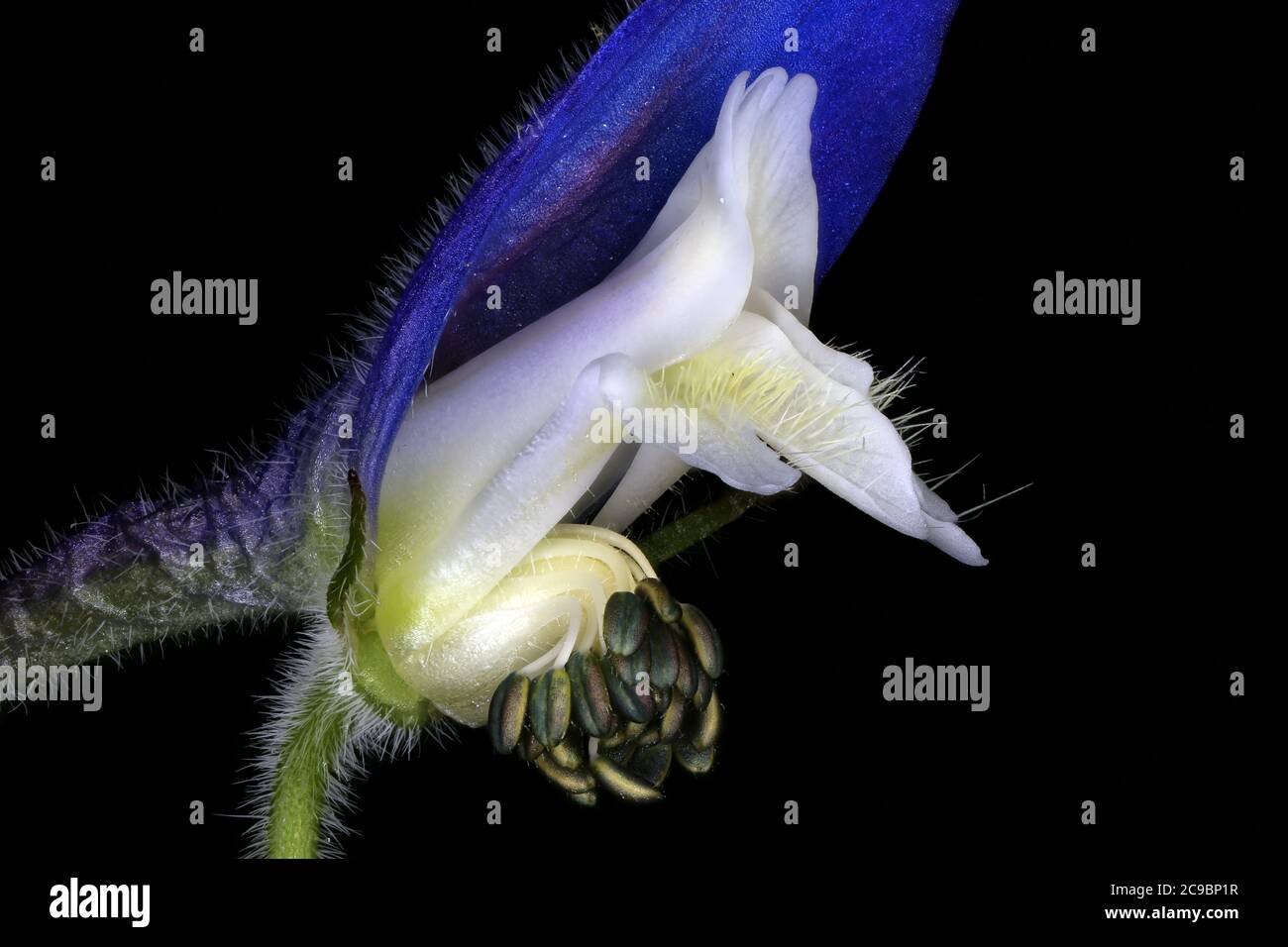 Perianth segment hi-res stock photography and images - Alamy