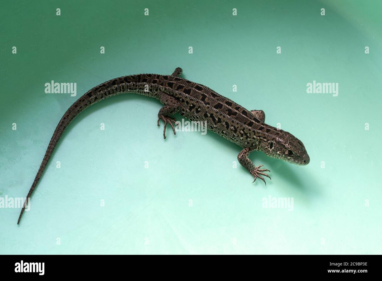 Full body lizard hi-res stock photography and images - Alamy