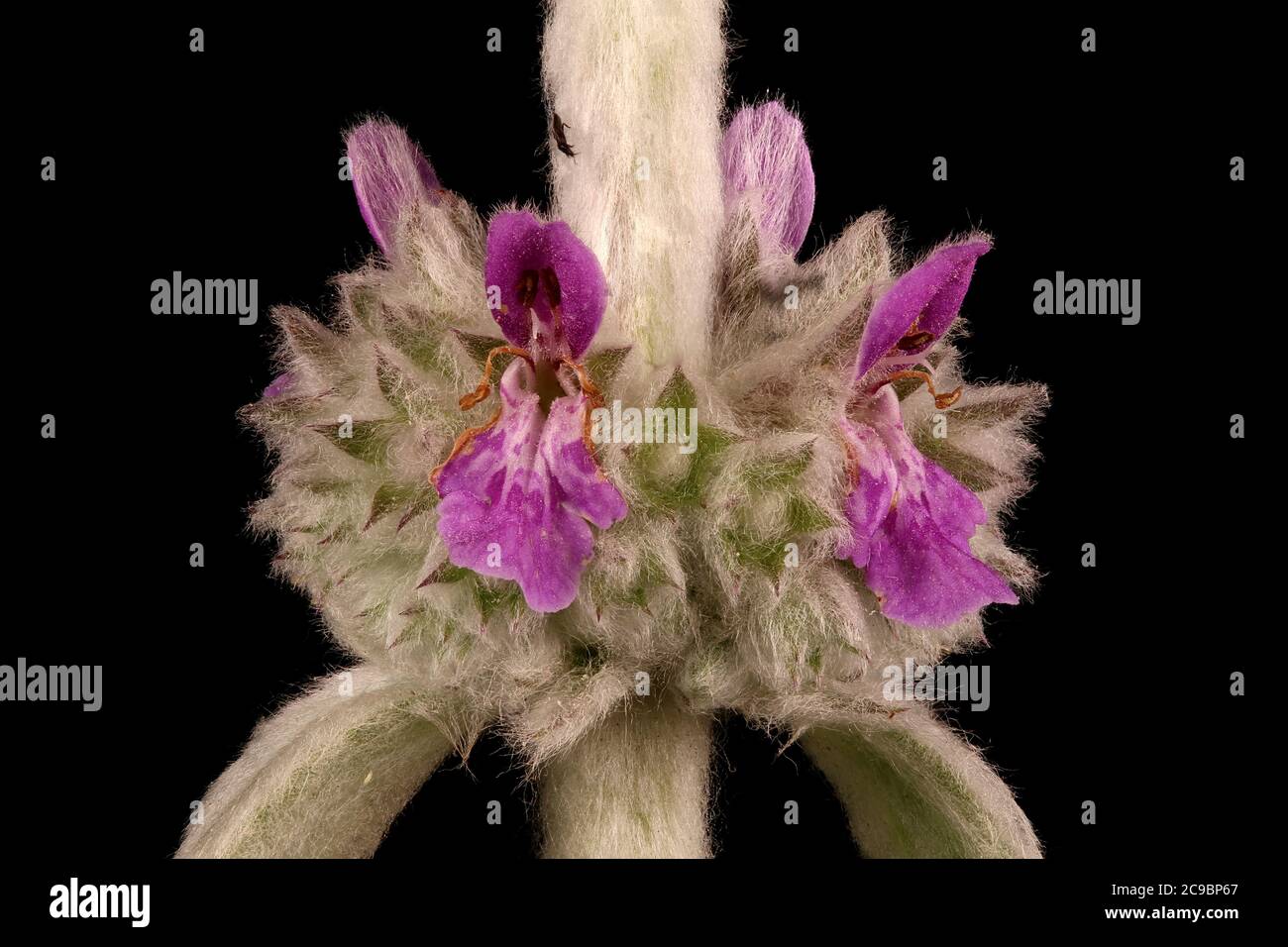 Verticillaster hi-res stock photography and images - Alamy