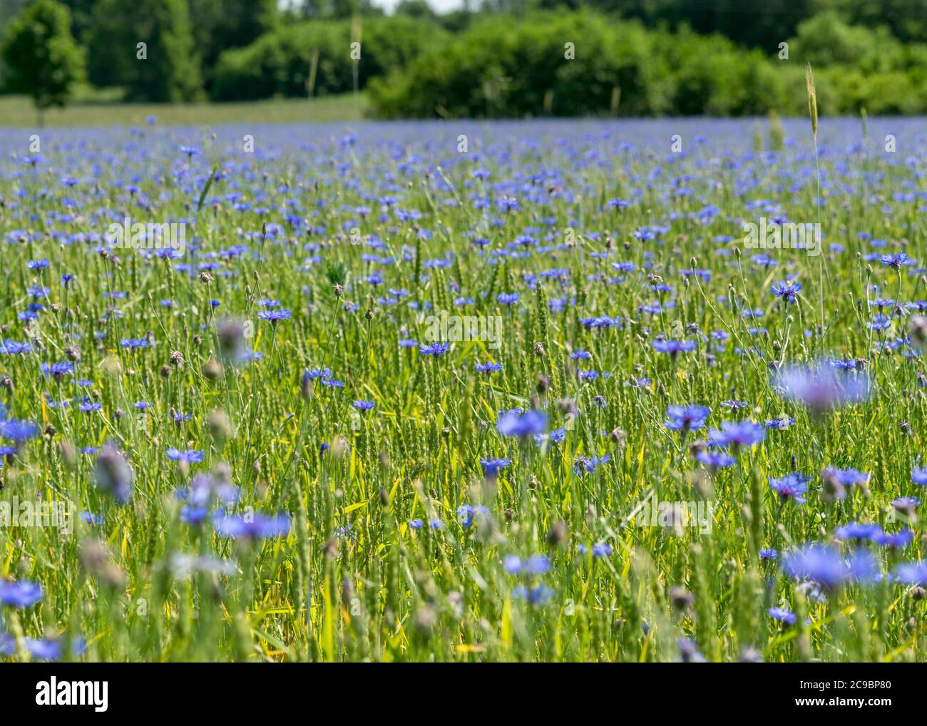 sunny summer landscape with blue cornflower field, wallpapers ...