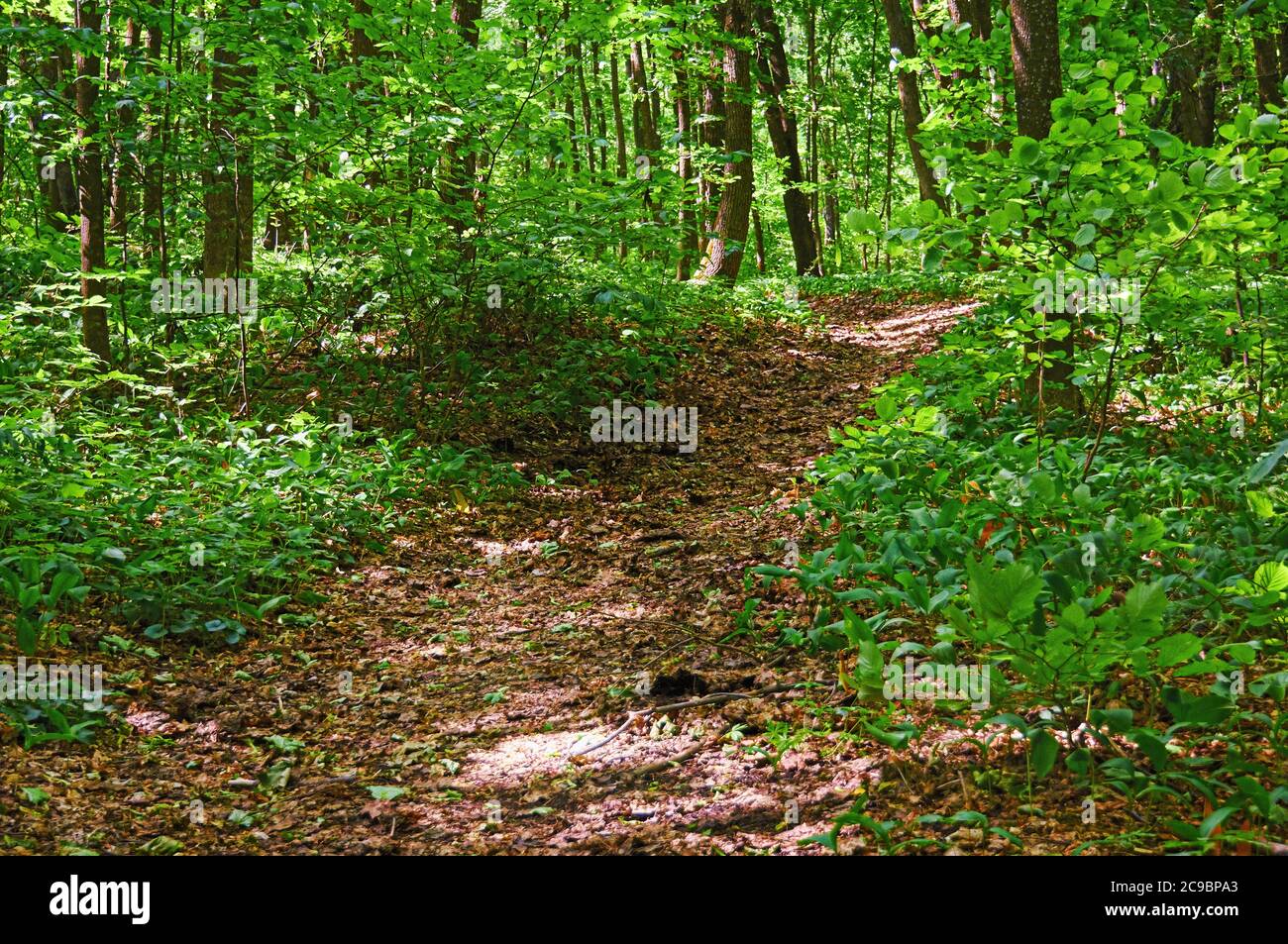 Hiking trails in the forest for jogging Stock Photo - Alamy