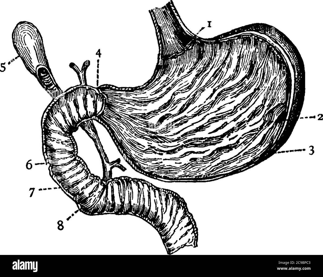 The section of the stomach, with the parts representing, 1: Cardiac ...