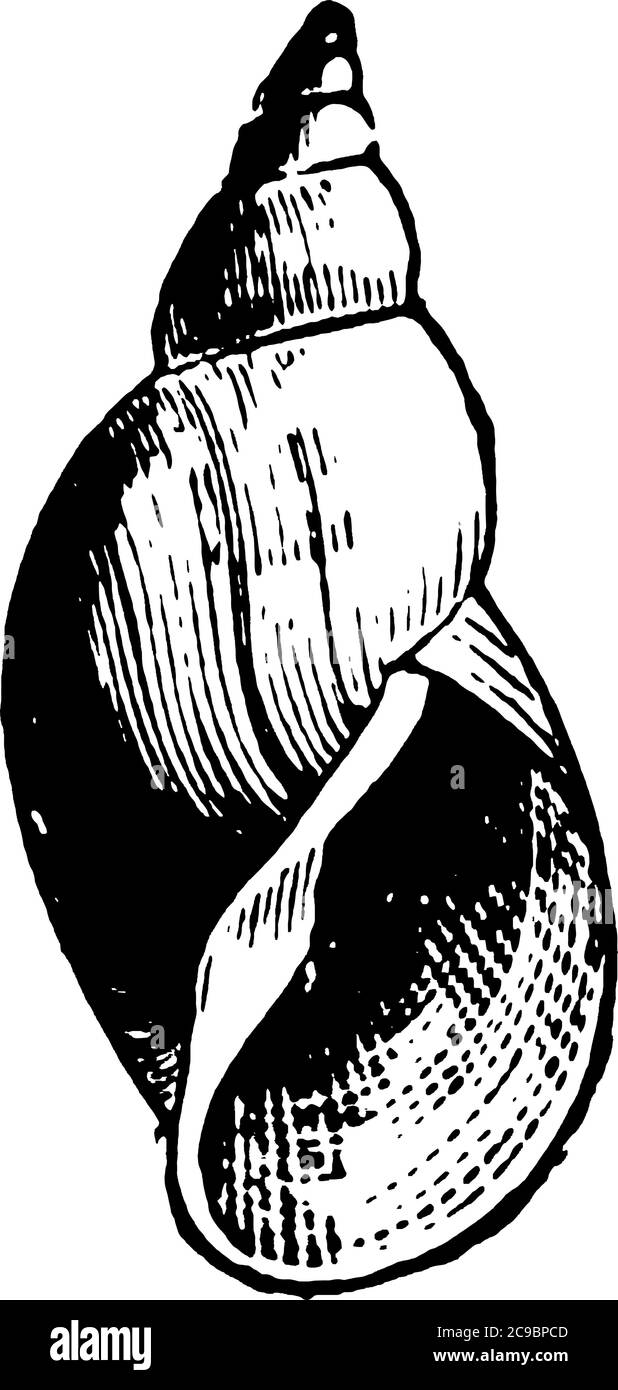 Pond Snail is a species of large air-breathing freshwater snail in the ...