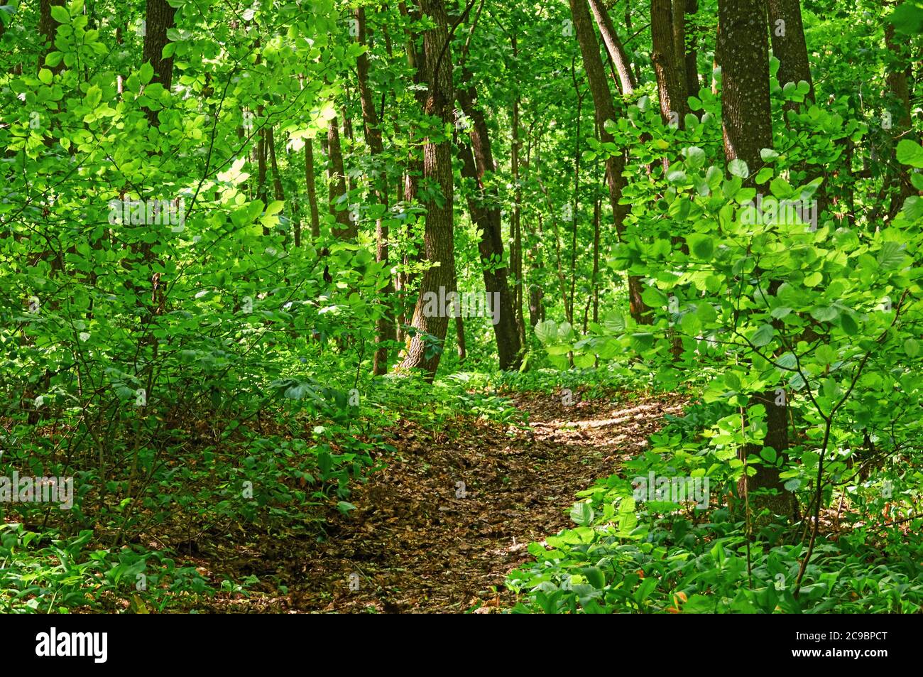 Jogging in green forest hi-res stock photography and images - Alamy