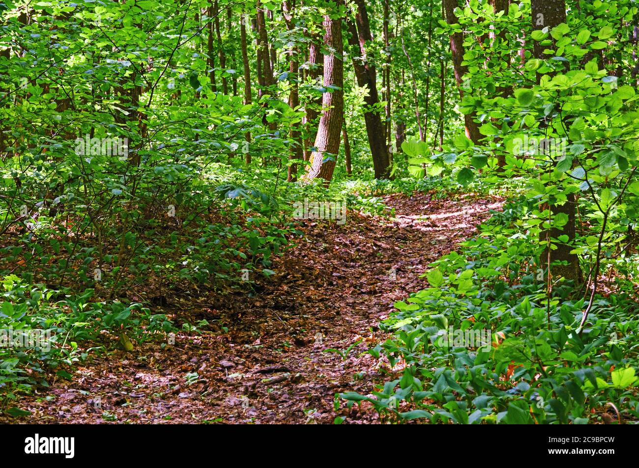 Hiking trails in the forest for jogging Stock Photo - Alamy